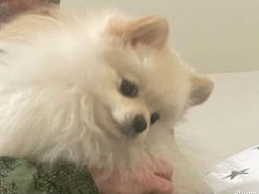 Потерялась собака