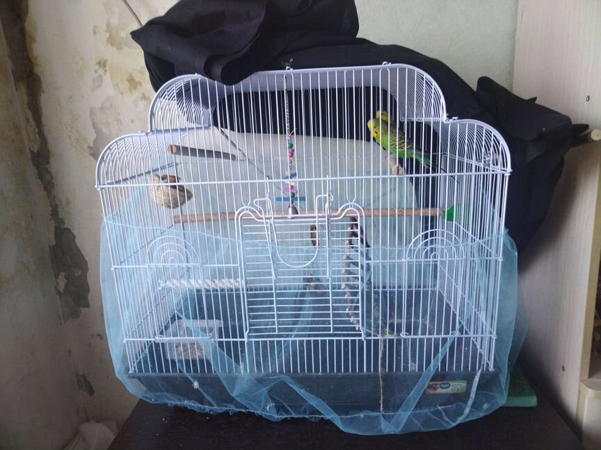 Два попугая с большой клеткой и вещами не ручные