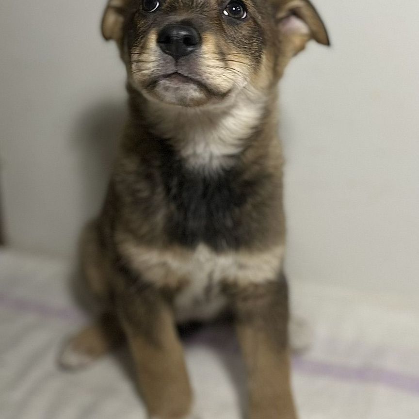 Щенки бесплатно