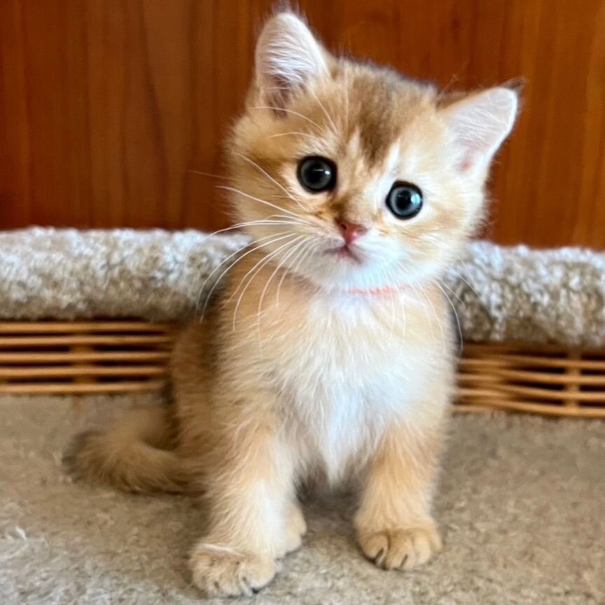 Британская золотая шиншилла