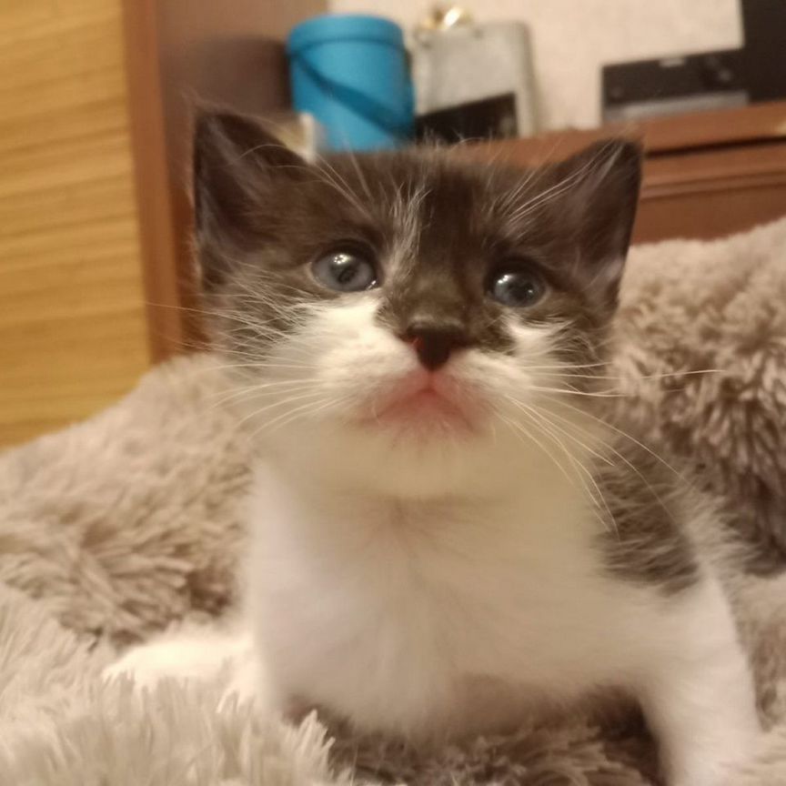 Котенок ищет дом