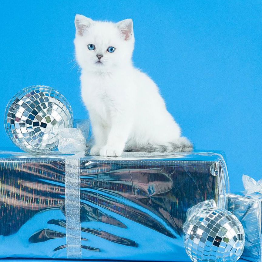 Счастливчик с голубыми глазами