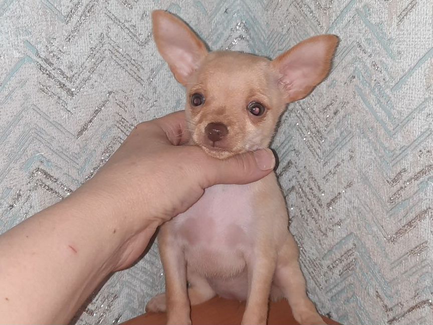 Мини той-терьер щенки