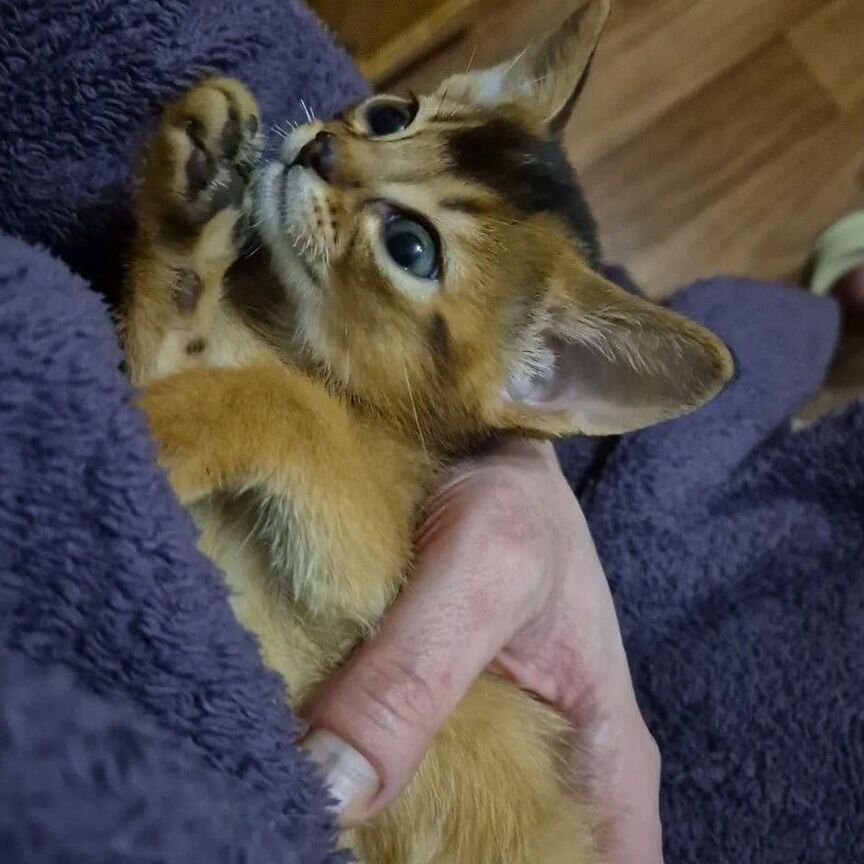 Абиссинские котята