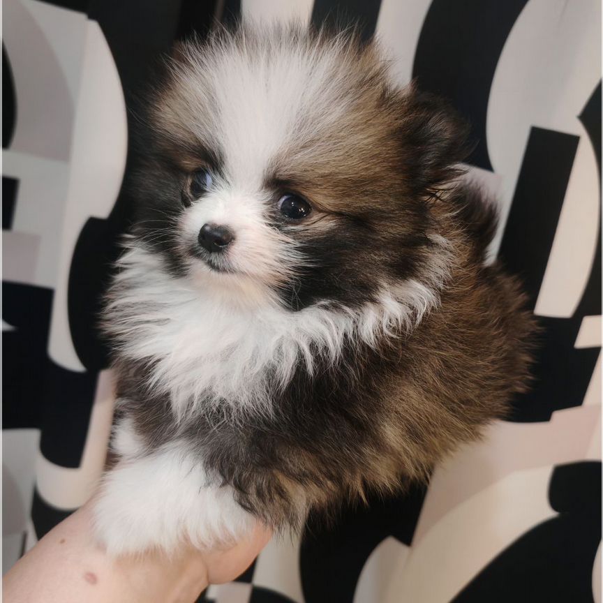 Померанский шпиц, щенок