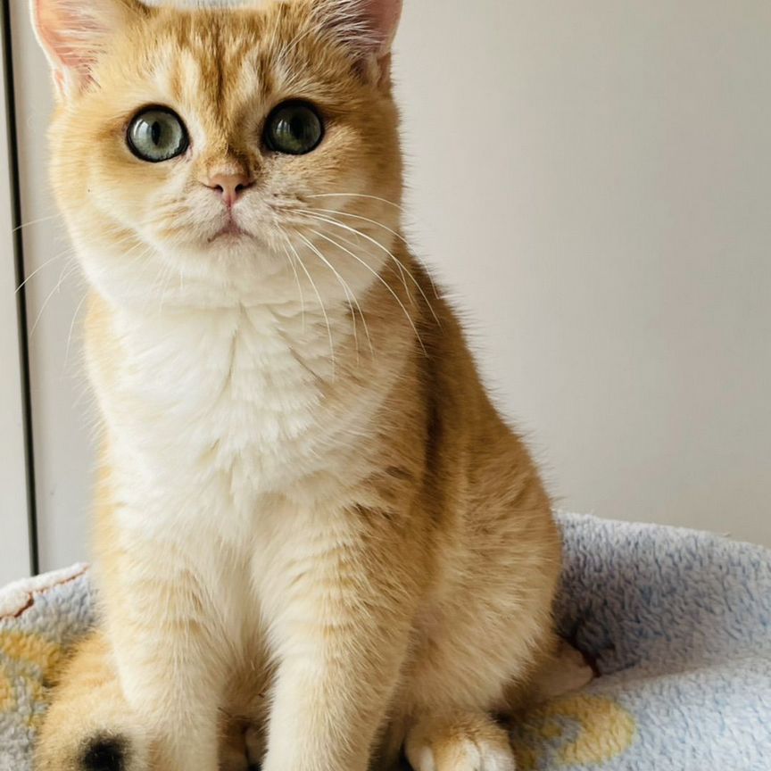 Кошка золотая шиншилла