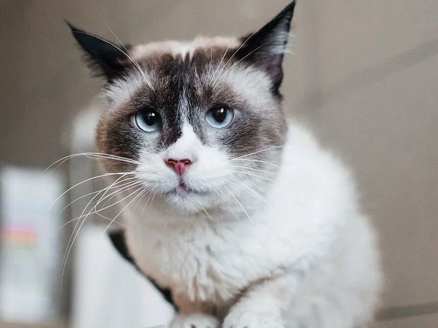 Котик Тай из приюта бесплатно