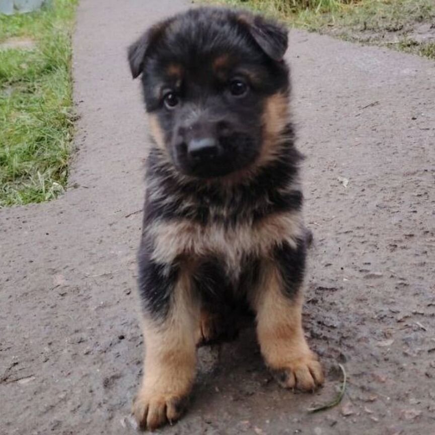 Немецкая овчарка, щенок