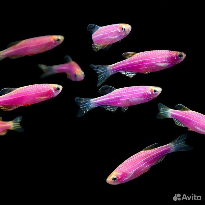Данио Глофиш розовый «Moonrise Pink»