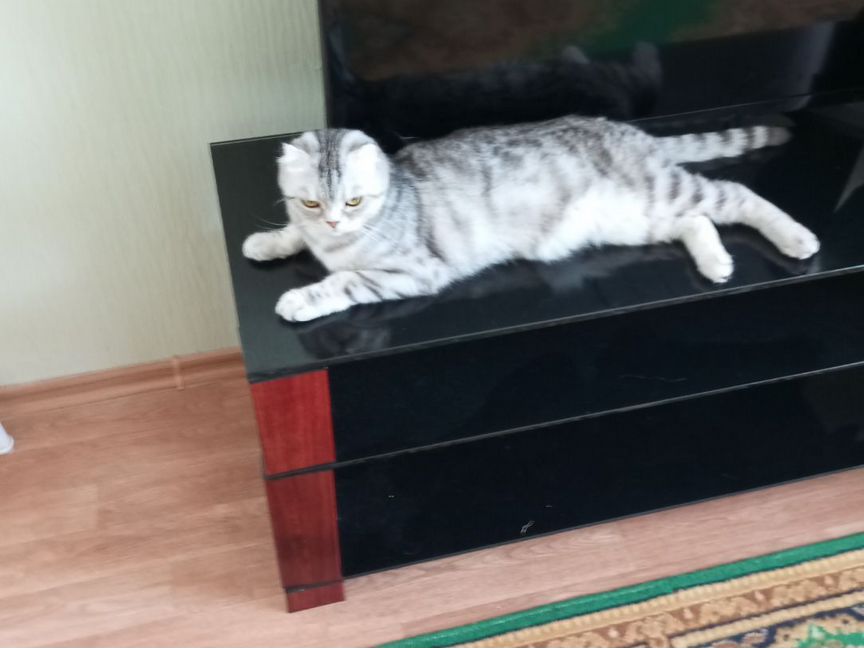 Шотландская вислоухая кошка