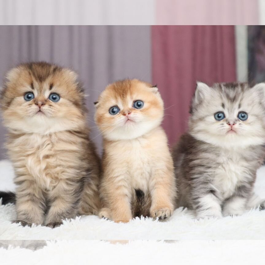 Шотландский вислоухий короткошёрстный котёнок