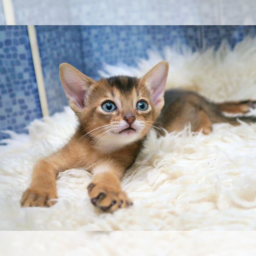 Абиссинские котята