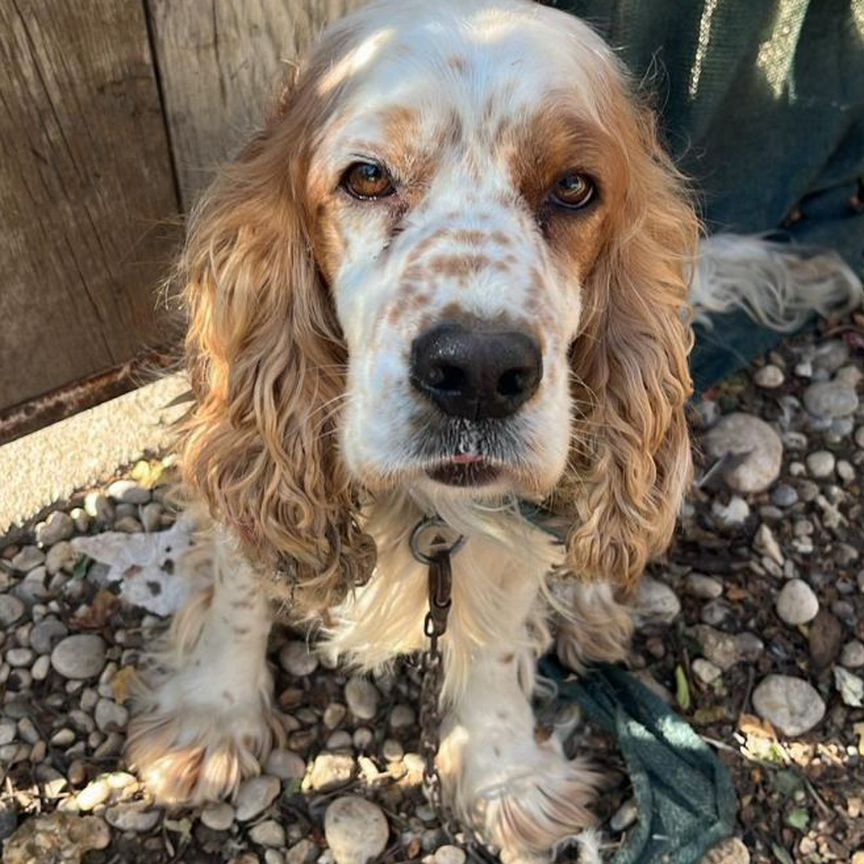 Кокер спаниель, взрослый пёс