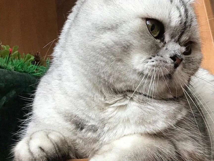 Британский кот на вязку