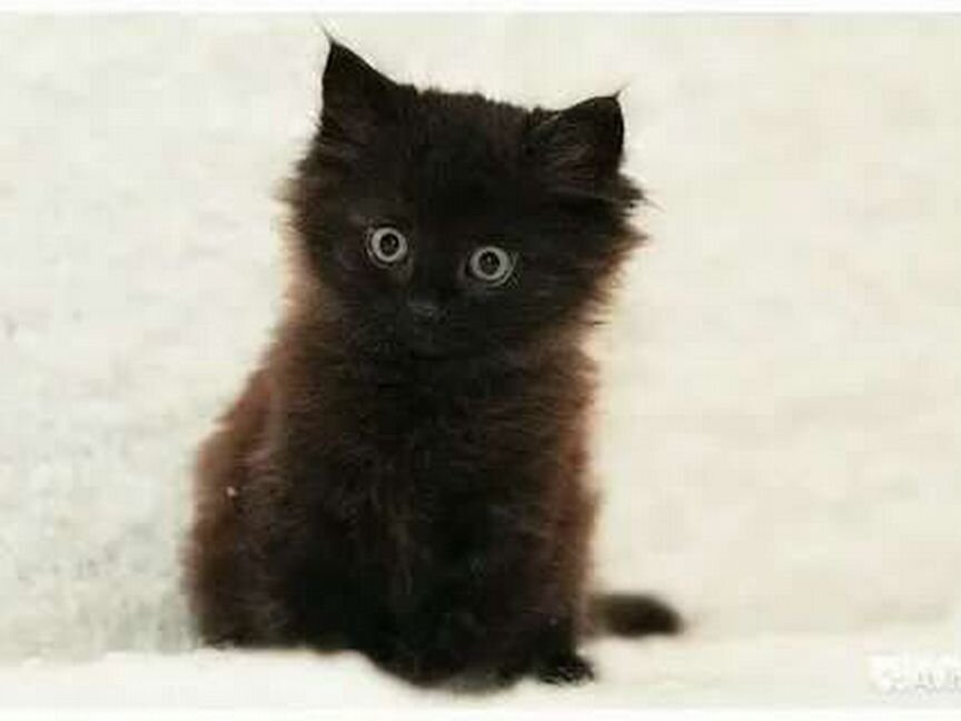 Отдам котенка смесь меин кун