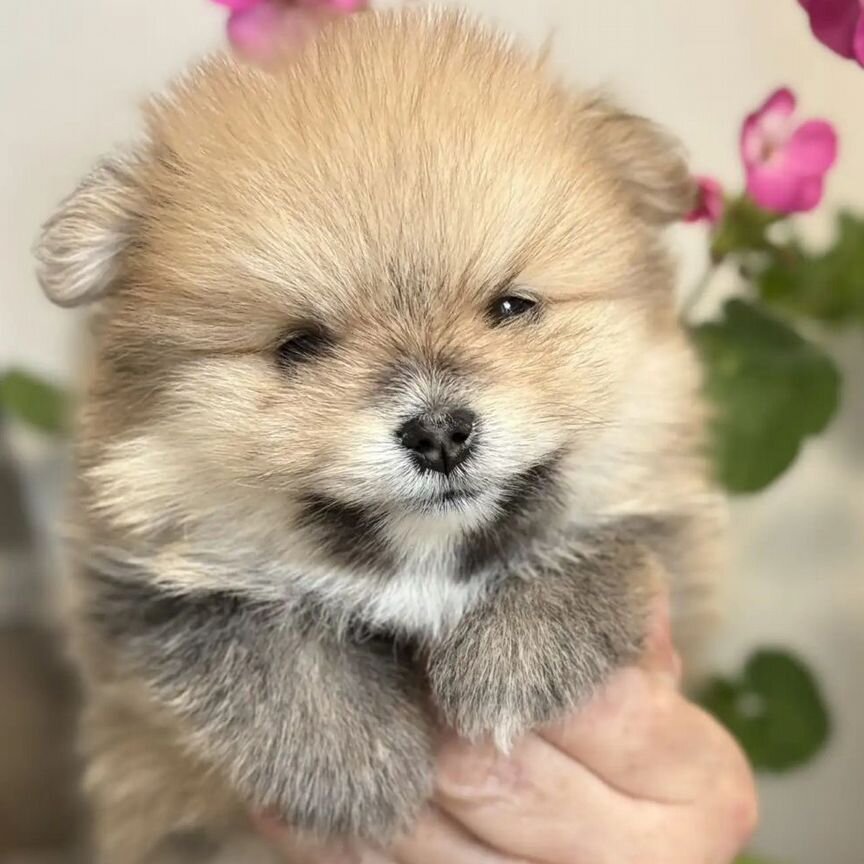 Померанский шпиц, щенок