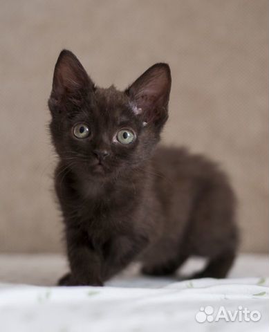 Котенок манчкин нестандарт мальчик в добрые руки