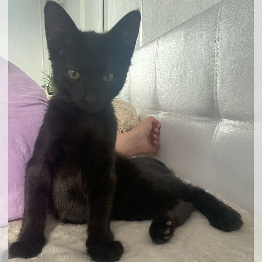 Отдам котенка в добрые руки черный мальчик