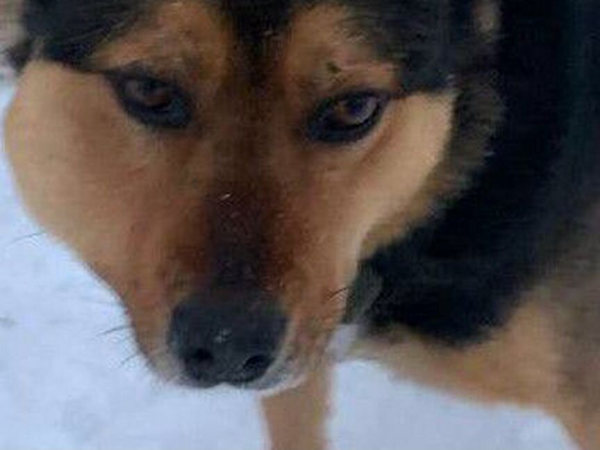 Хозяин найдись