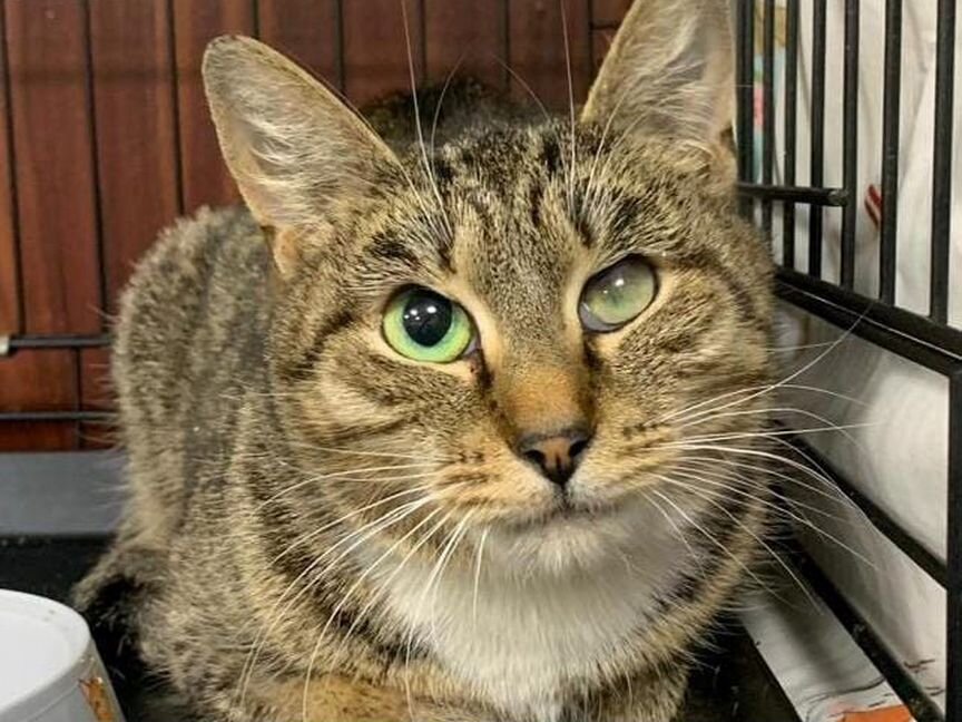 Сжальтесь над ласковой кошечкой