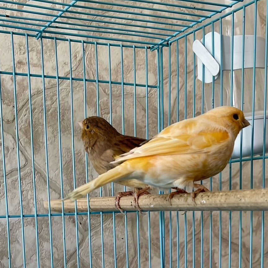 Канарейки