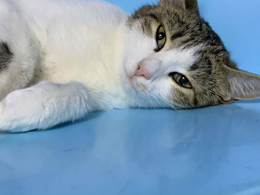 Ктёнок-подросток с чистыми анализами идёт на улицу