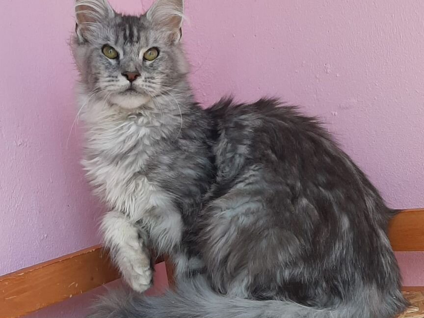 Мейн-кун кошечка