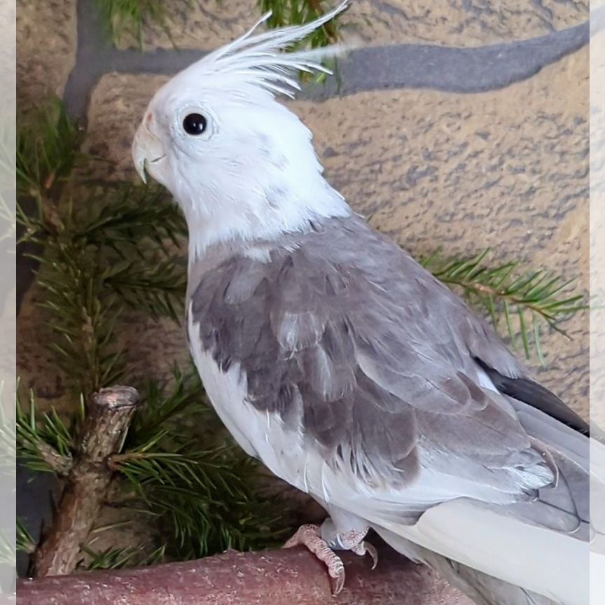 Попугай корелла. Самец 4 года