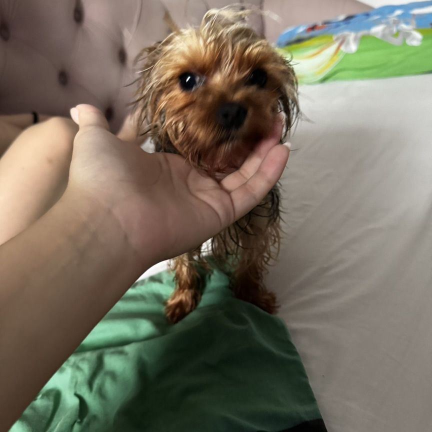 Йоркширский терьер