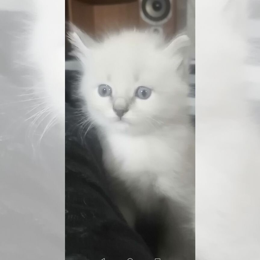 Невские котята (к 8 марта)