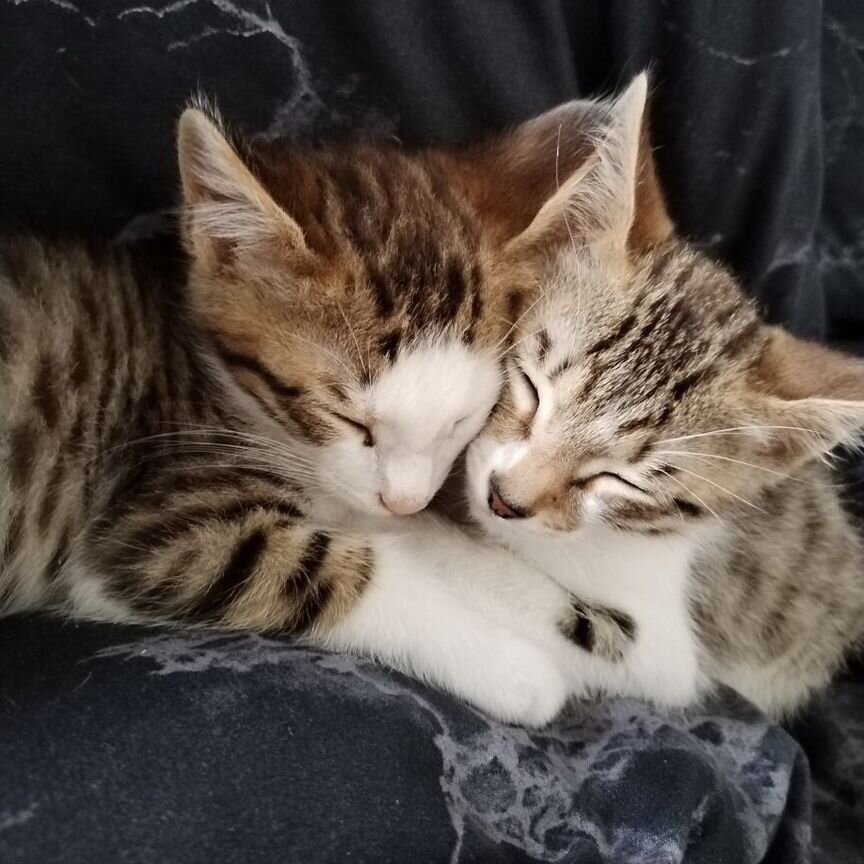 Котята