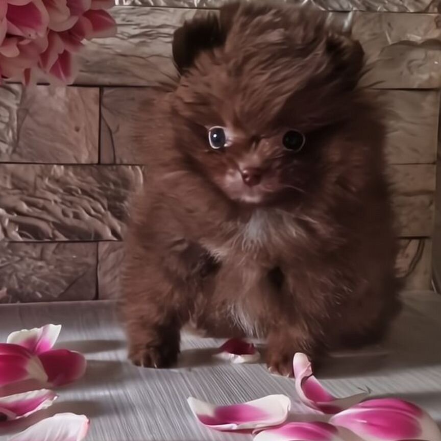 Померанский шпиц, щенок