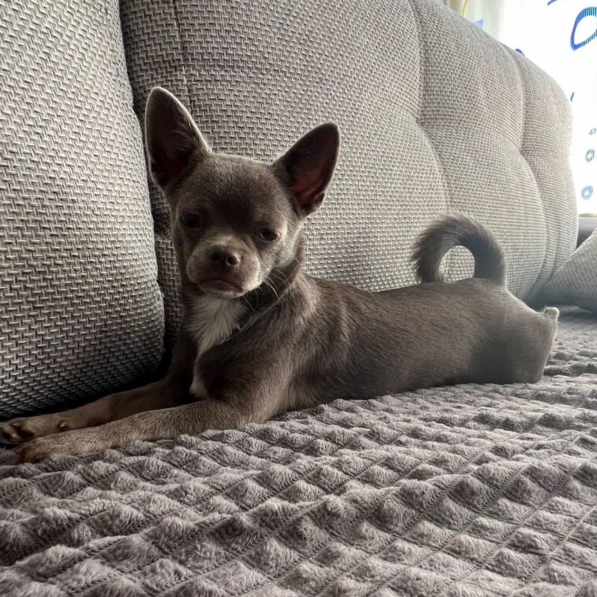 Вязка кобель чихуахуа