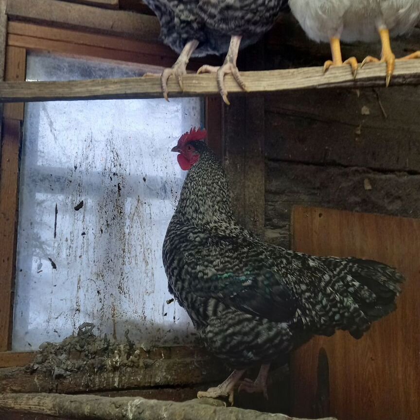 Петрушки молодые 6 месяцев