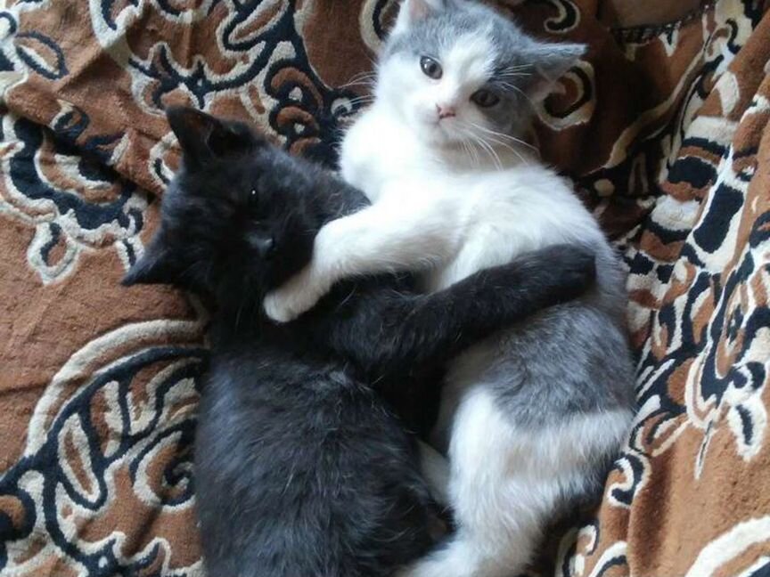 Кошка