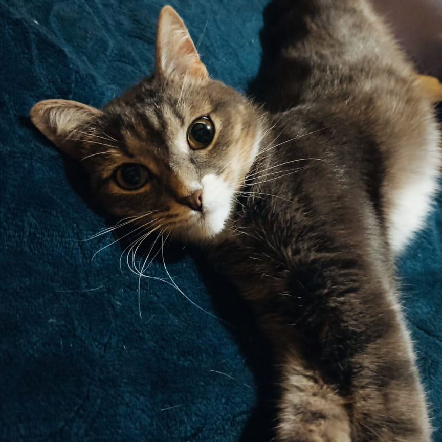 Котику нужен дом