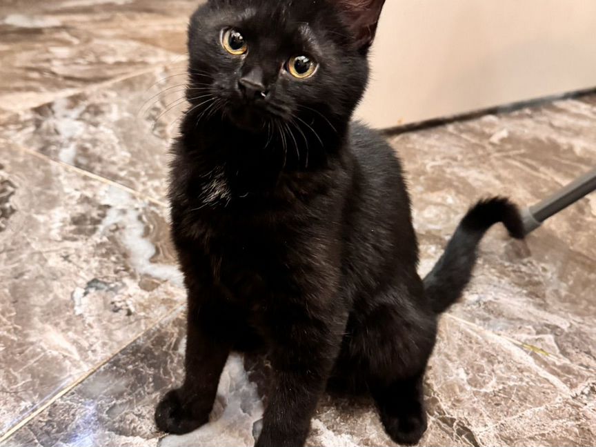 Кошка