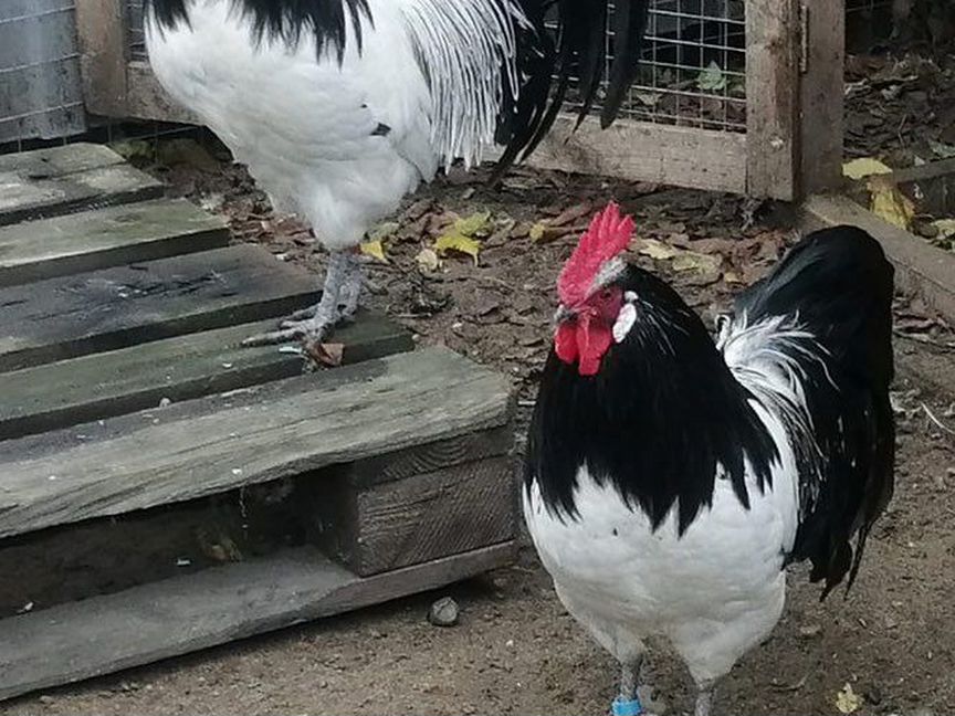 Инкубационные яйца породистых кур