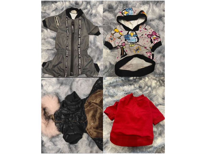 Одежда для маленьких собак москва