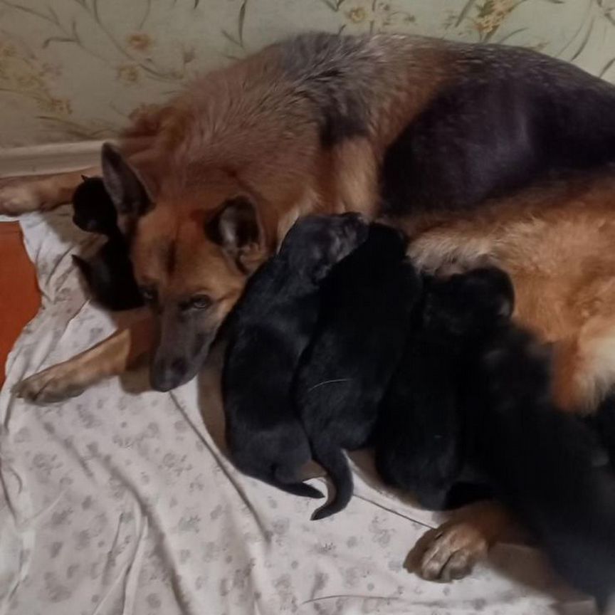 Щенки немецкой овчарки