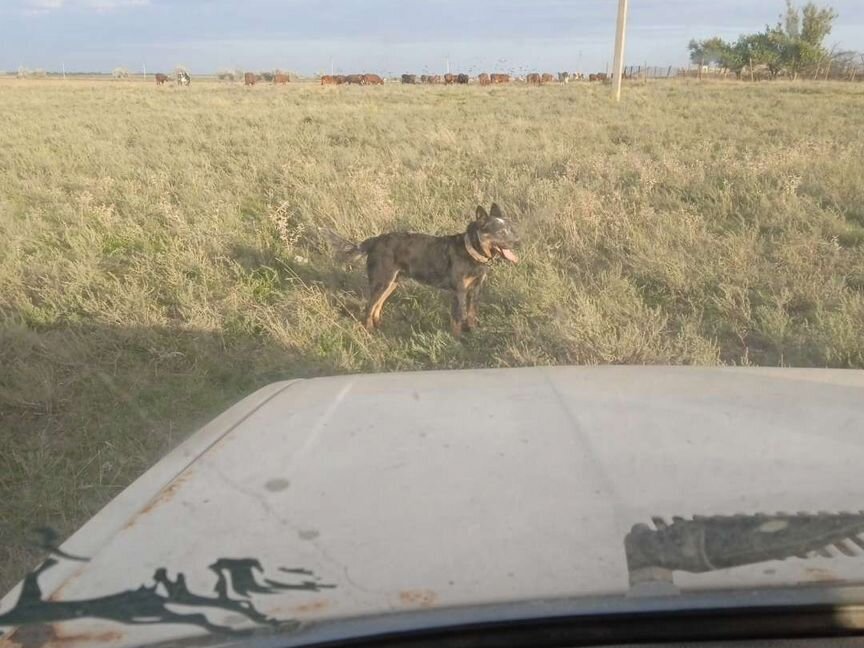Вязка австралийского хилера