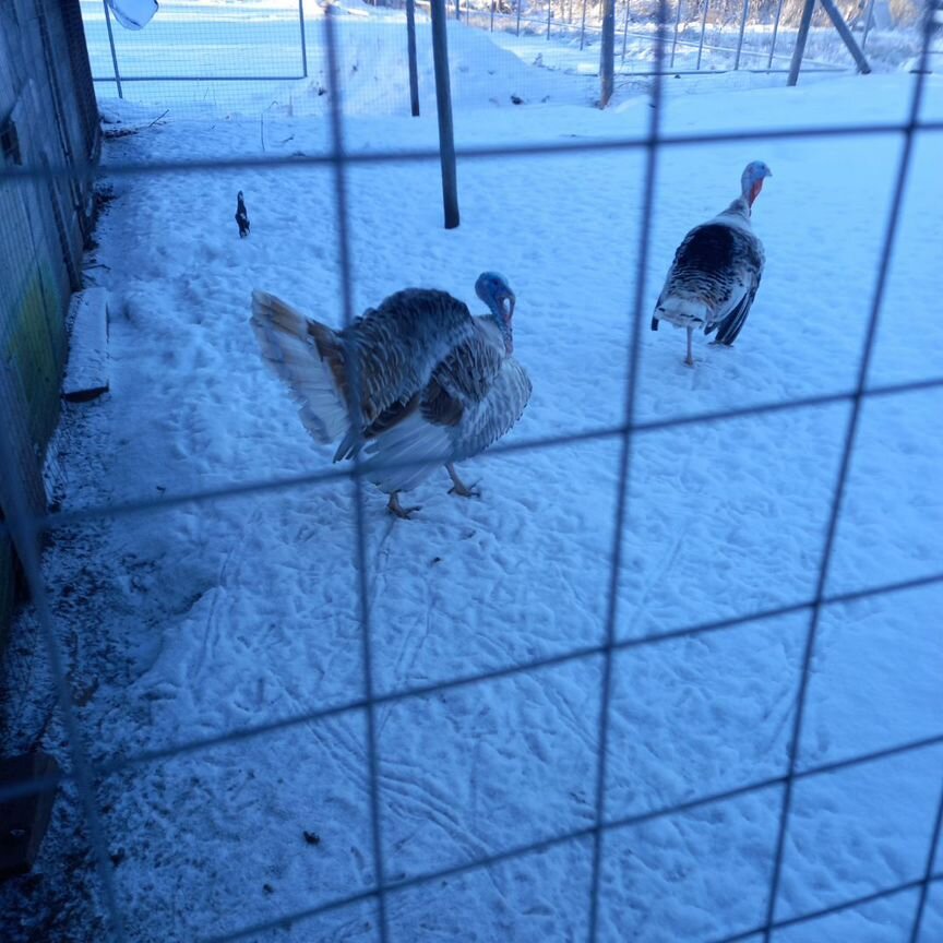 Индюки.обмен