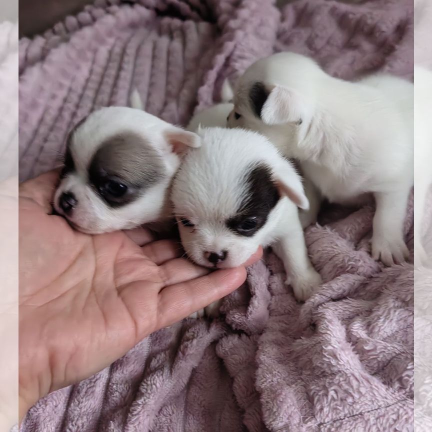 Щенки чихуахуа мини