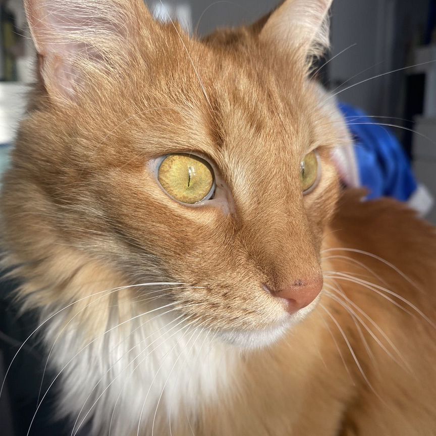 Отдам кота беслатно