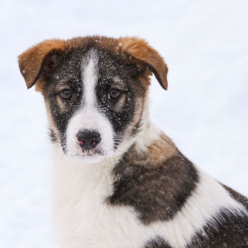 Щенок,кобель 4 мес