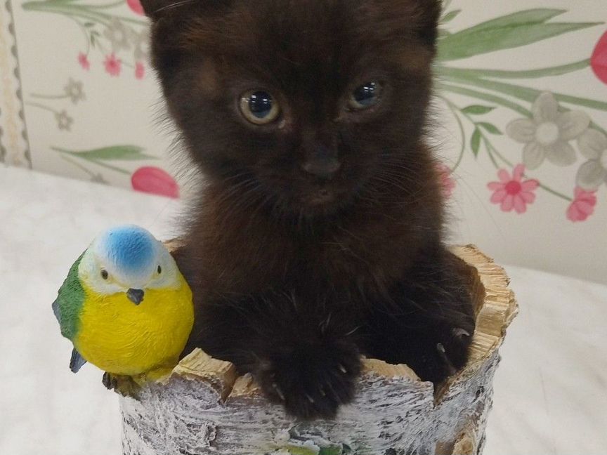 Маленький мальчик ищет дом