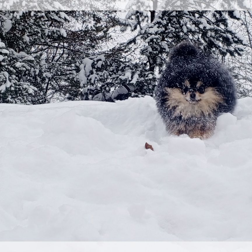 Померанский шпиц, щенок