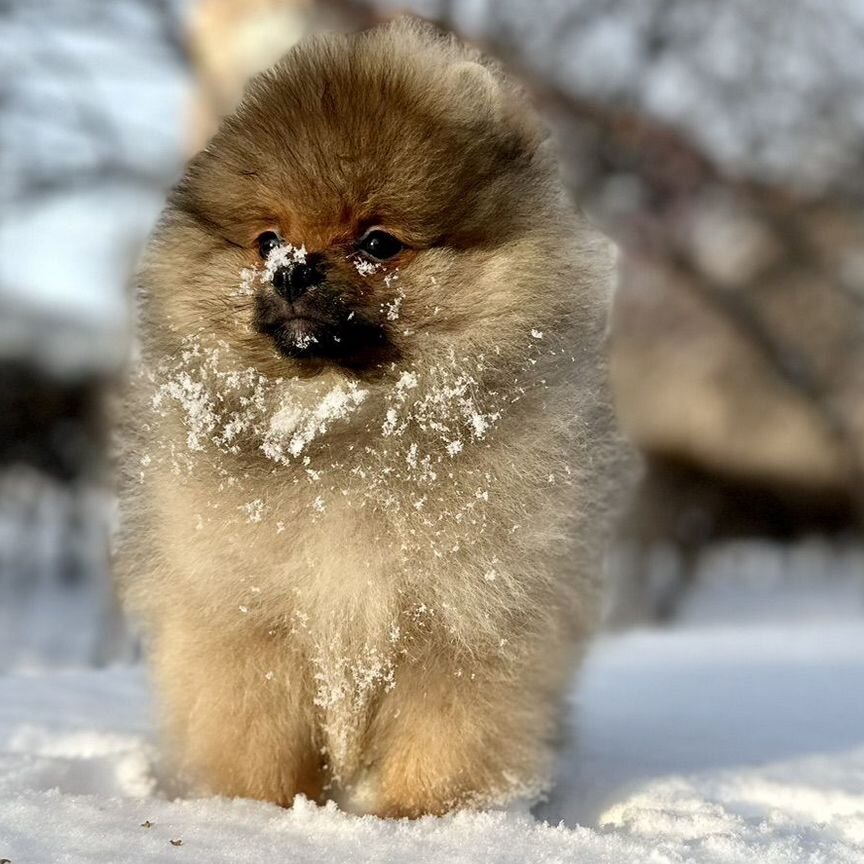 Померанский шпиц, щенок