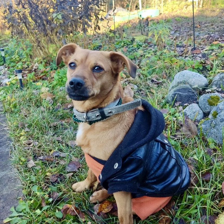 Собака в добрые руки