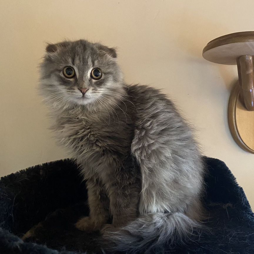 Котёнок